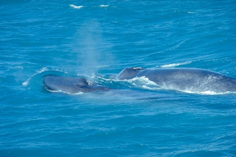 10 Largest Animals in the World - Largest.org
