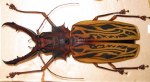 10 Biggest Insects in the World - Largest.org