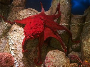 8 Largest Octopus Species in the World - Largest.org