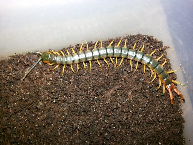 8 Largest Centipedes In The World - Largest.org