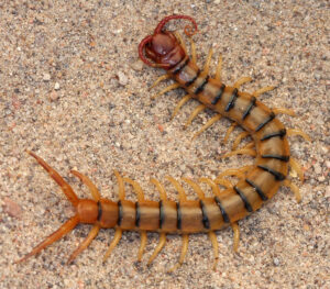 8 Largest Centipedes In The World - Largest.org