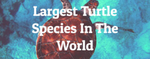 7 Largest Turtle Species In The World (By Weight) - Largest.org