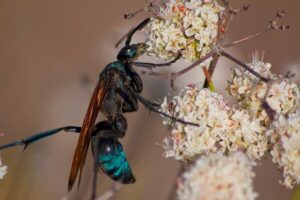 8 Largest Wasp Species In The World - Largest.org