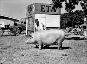 8 Largest Pig Species In The World - Largest.org