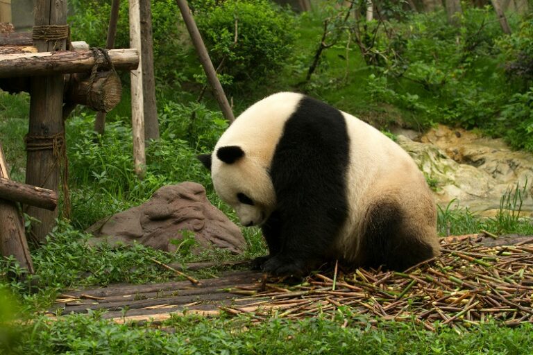 6 Largest Animals In China - Largest.org